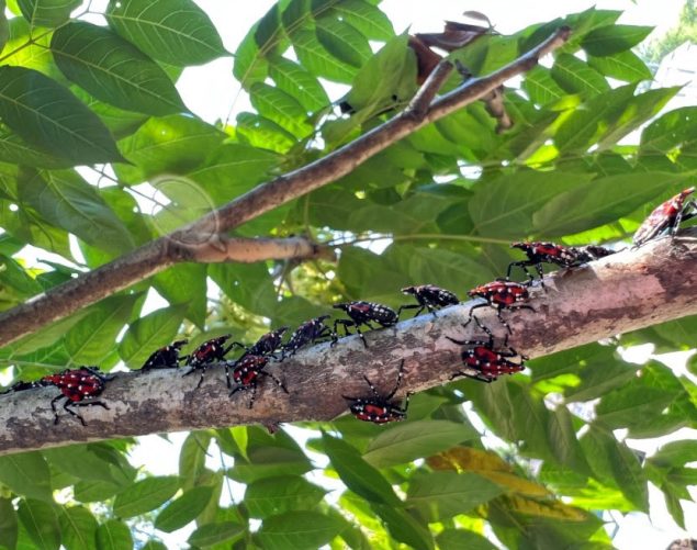 Watch for and report findings of spotted lanternfly eggs | The Lintonian