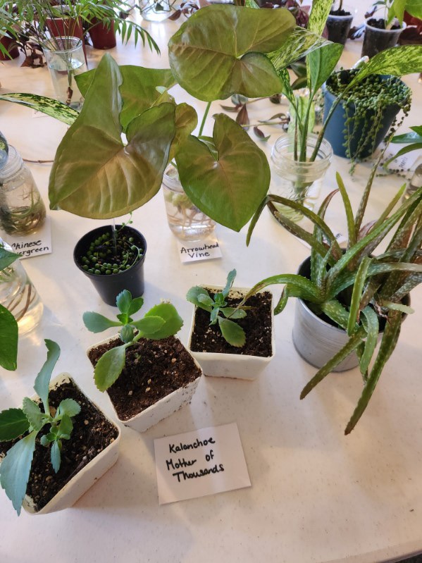 Carniege Heritage & Arts Center hosts local plant swap | The Lintonian